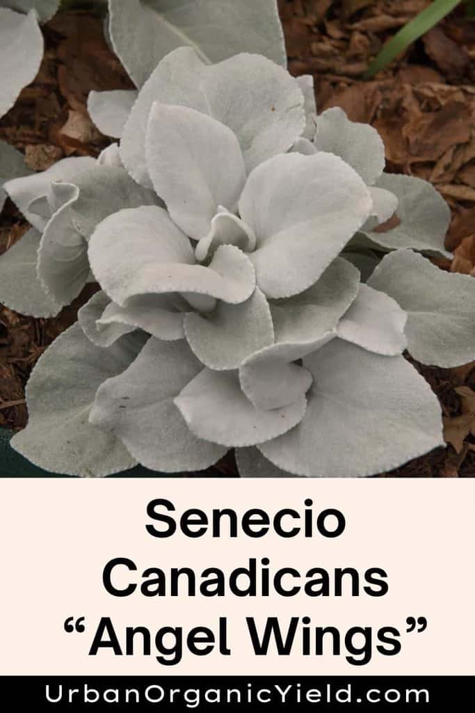 Types Of Senecio Succulent Plants | UrbanOrganicYield.com