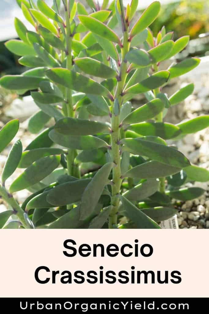 Types Of Senecio Succulent Plants | UrbanOrganicYield.com