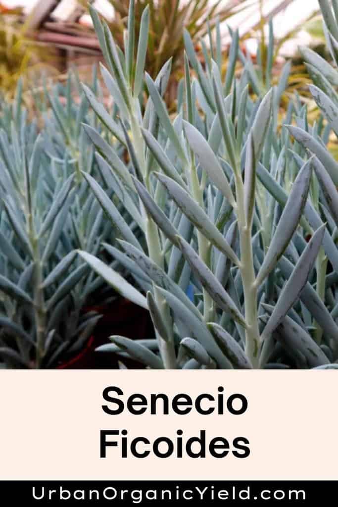 Types Of Senecio Succulent Plants | UrbanOrganicYield.com