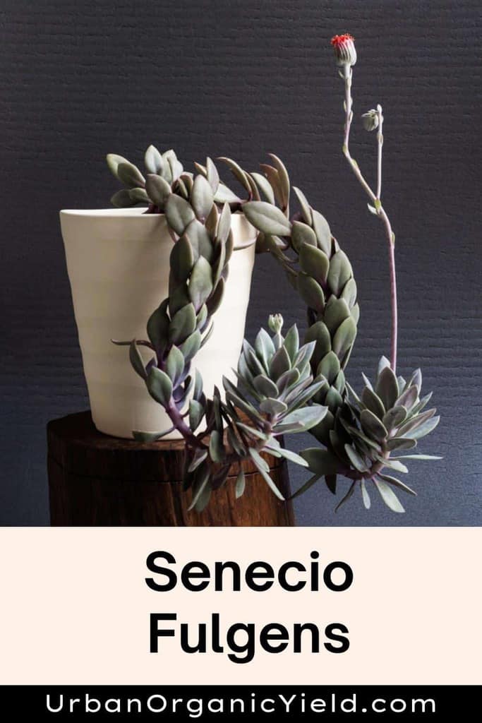 Types Of Senecio Succulent Plants | UrbanOrganicYield.com
