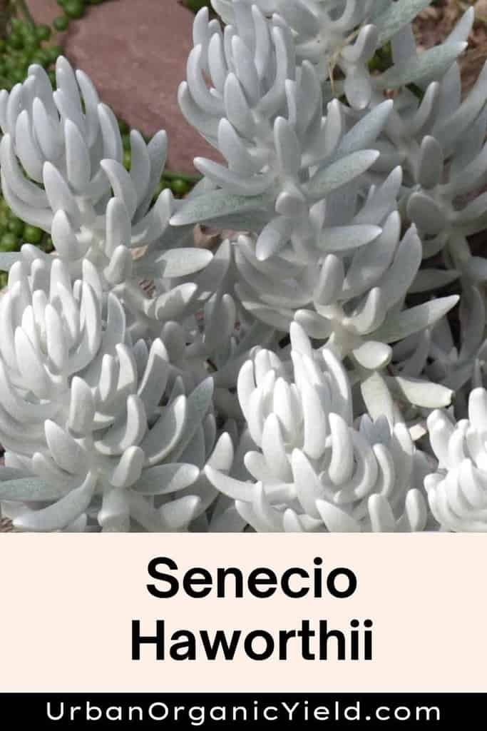 Types Of Senecio Succulent Plants | UrbanOrganicYield.com