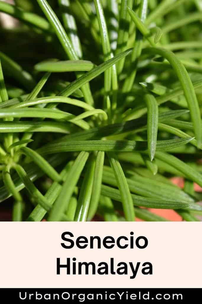 Types Of Senecio Succulent Plants | UrbanOrganicYield.com
