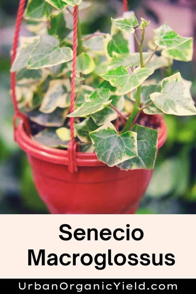 Types Of Senecio Succulent Plants | UrbanOrganicYield.com