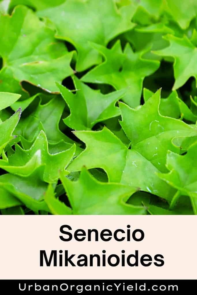 Types Of Senecio Succulent Plants | UrbanOrganicYield.com