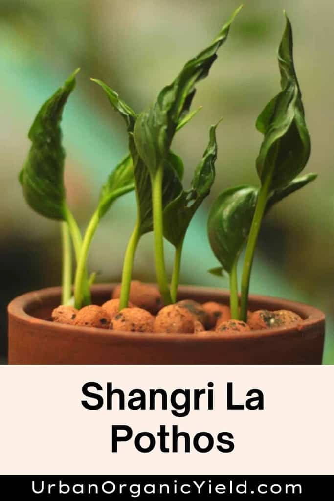 18 Types Of Pothos Plants | UrbanOrganicYield.com