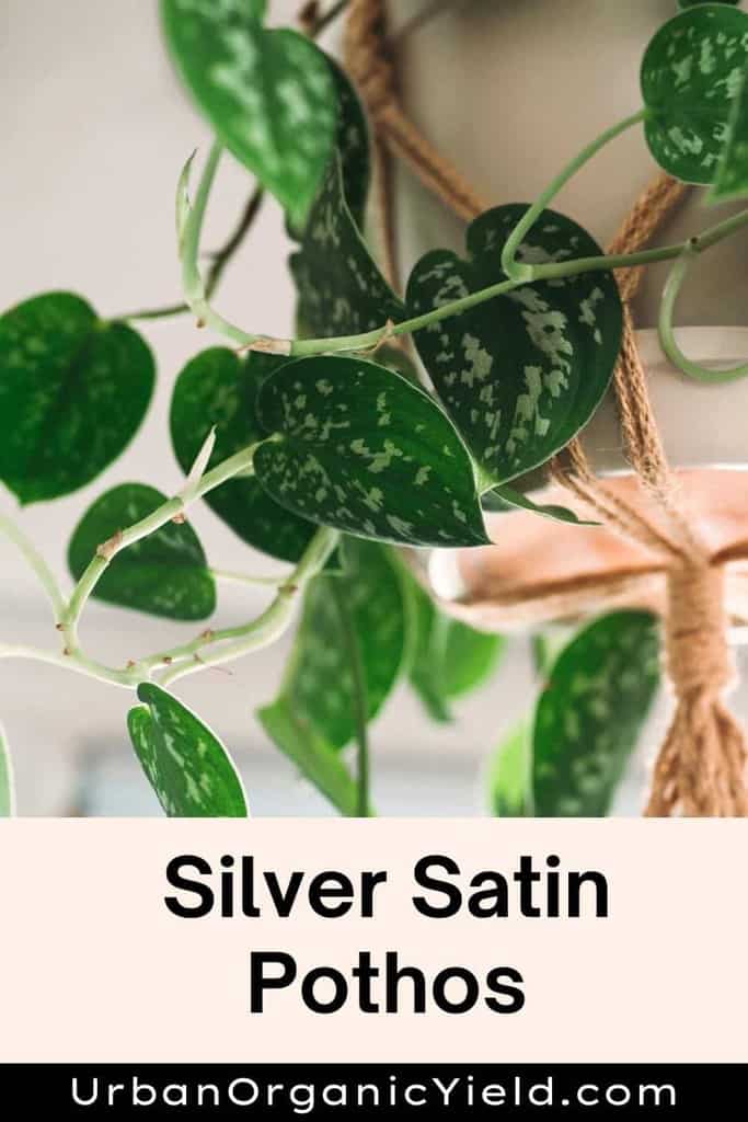 18 Types Of Pothos Plants | UrbanOrganicYield.com