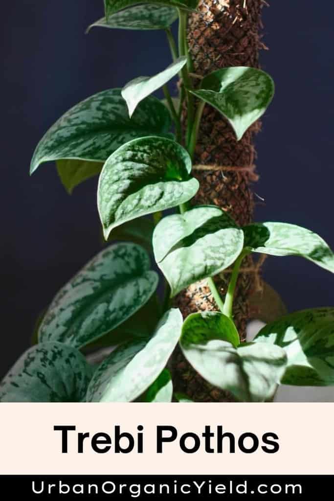 18 Types Of Pothos Plants | UrbanOrganicYield.com