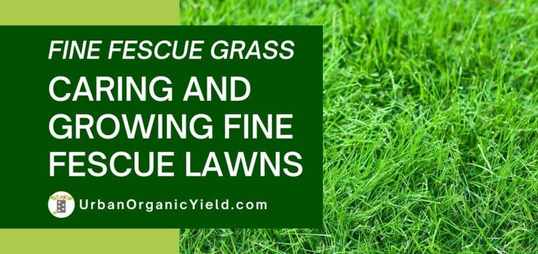 Fine Fescue Grass: How To Grow And Care | UrbanOrganicYield.com