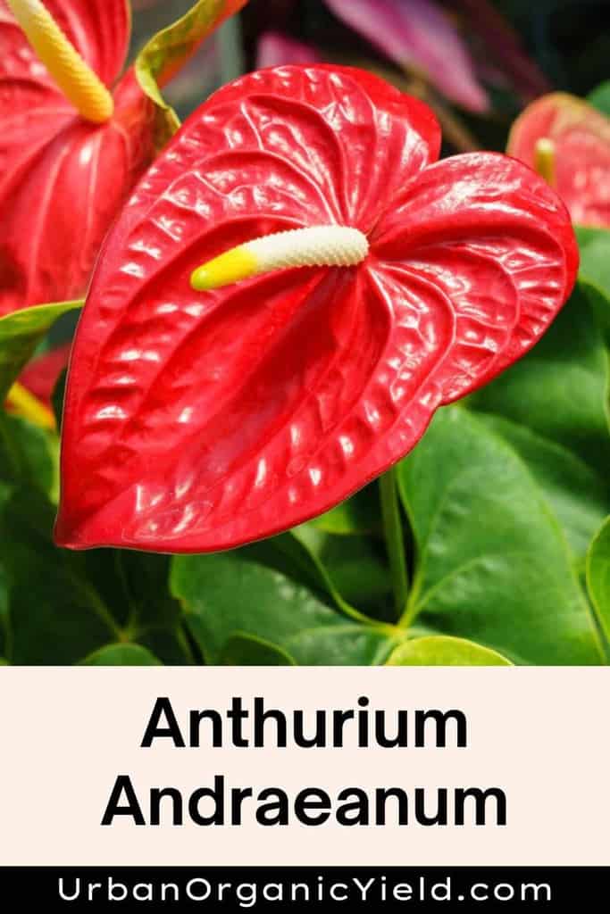 Anthurium Plant Varieties For Your Garden | UrbanOrganicYield.com