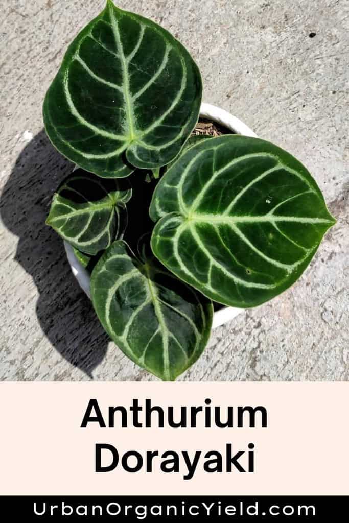Anthurium Plant Varieties For Your Garden | UrbanOrganicYield.com