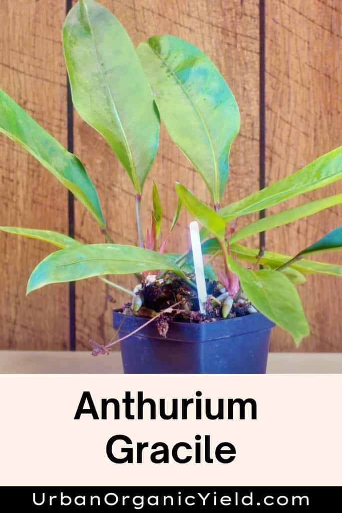 Anthurium Plant Varieties For Your Garden | UrbanOrganicYield.com