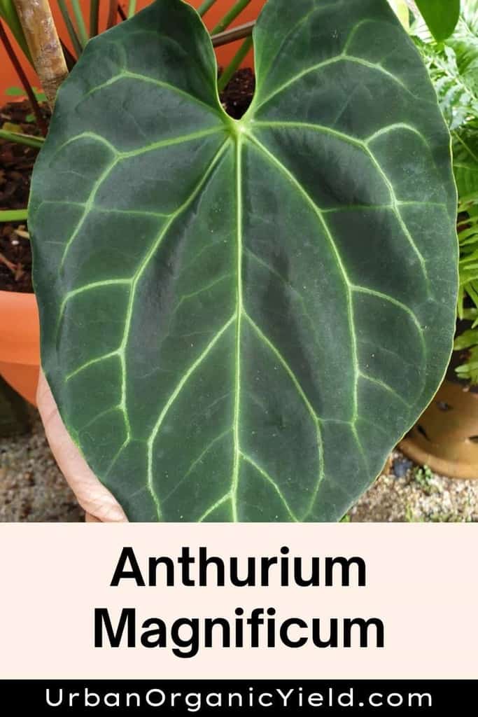 Anthurium Plant Varieties For Your Garden | UrbanOrganicYield.com