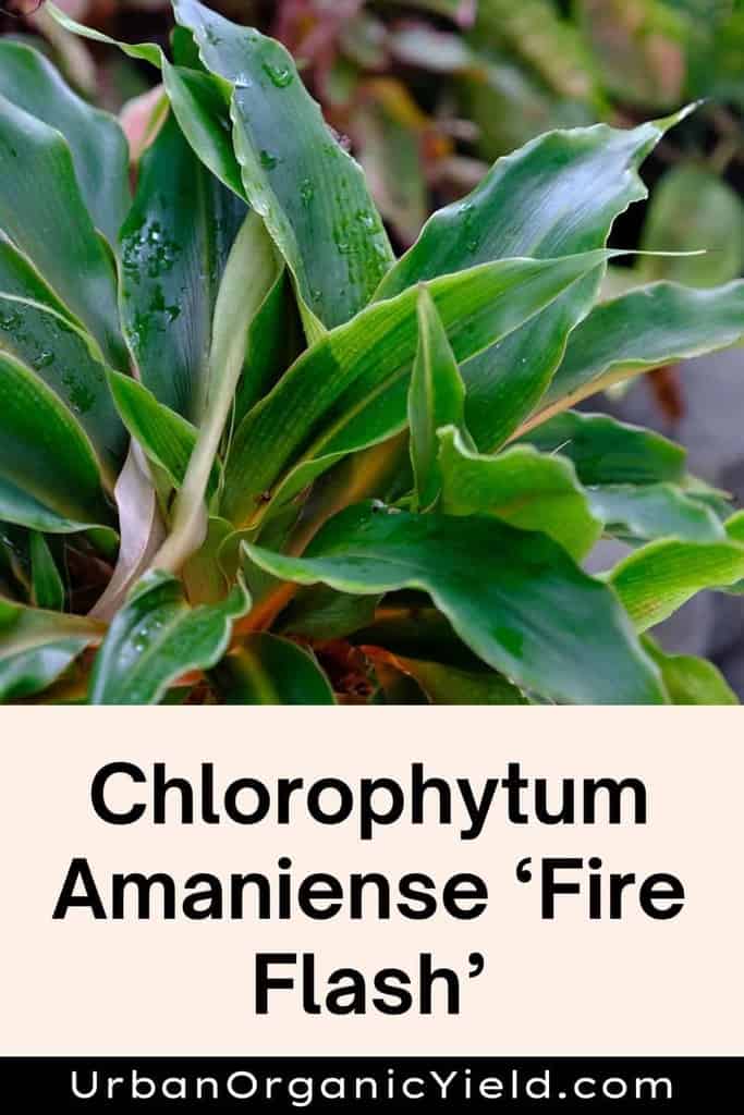 11 Varieties Of Chlorophytum Plants (Spider Plants) | UrbanOrganicYield.com