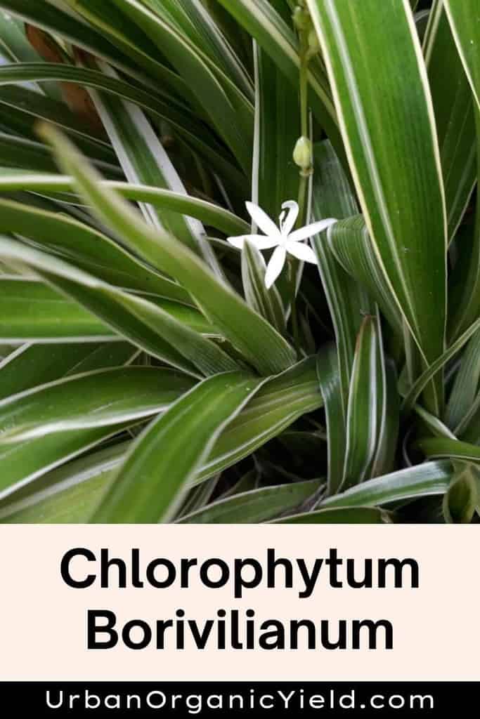 11 Varieties Of Chlorophytum Plants (Spider Plants) | UrbanOrganicYield.com