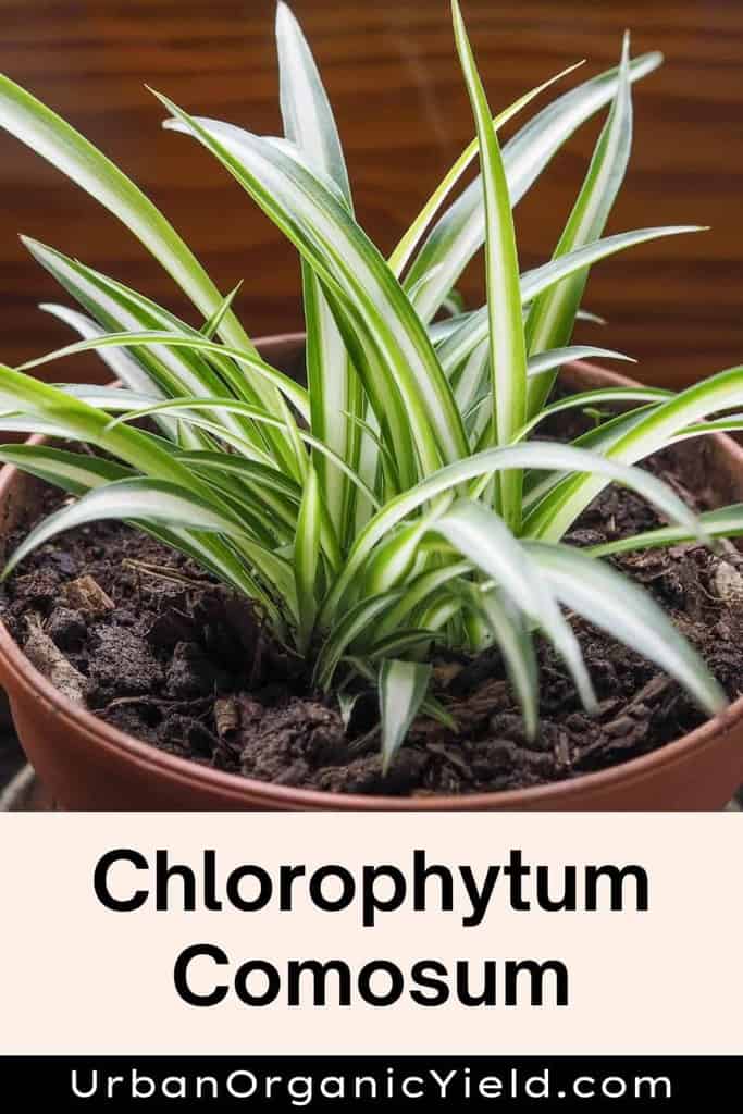 11 Varieties Of Chlorophytum Plants (Spider Plants) | UrbanOrganicYield.com