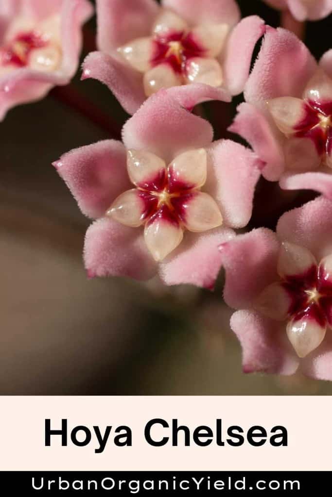 24 Hoya Plant Varieties | UrbanOrganicYield.com
