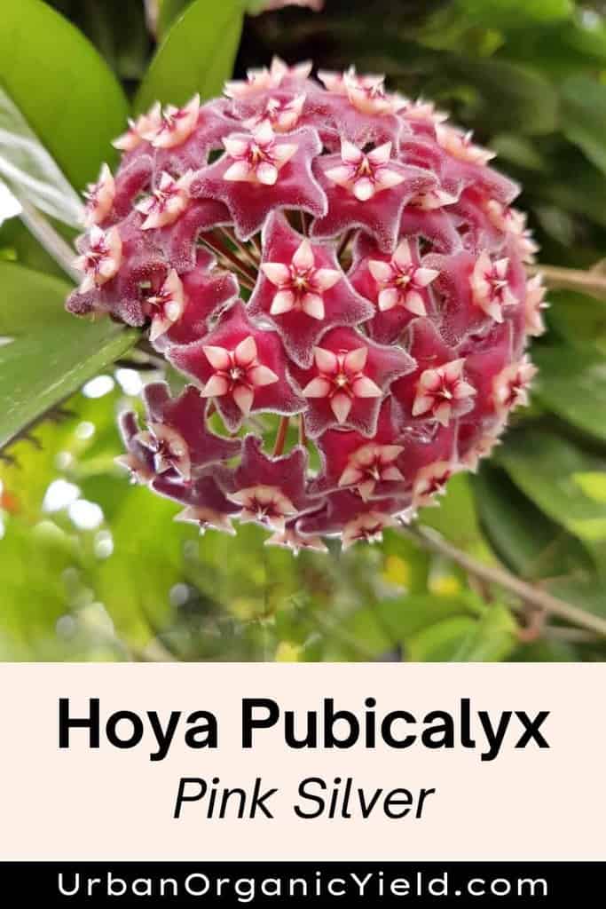 24 Hoya Plant Varieties | UrbanOrganicYield.com