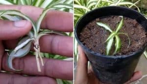 11 Varieties Of Chlorophytum Plants (Spider Plants) | UrbanOrganicYield.com