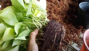 Neon Pothos (Chartreuse Epipremnum) Plant Care | UrbanOrganicYield.com