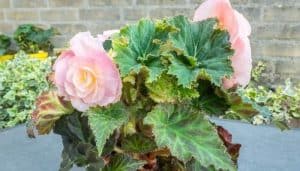 Double Begonias (Begonia Semperflorens) Plant Care | UrbanOrganicYield.com