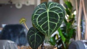 Anthurium Clarinervium (Velvet Cardboard) Plant Care ...