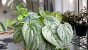 Philodendron Brandtianum (Silver Leaf Philodendron) Plant Care ...