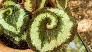 Escargot Begonia (Rex Begonia Hybrid) Plant Care | UrbanOrganicYield.com