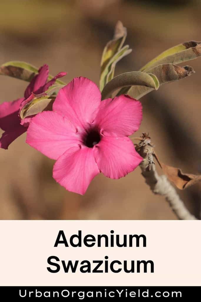 Adenium Varieties (Desert Roses) | UrbanOrganicYield.com