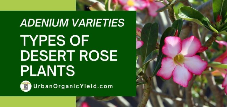 Adenium Varieties (Desert Roses) | UrbanOrganicYield.com