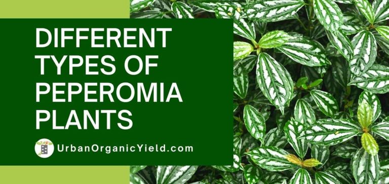 Peperomia Plant Varieties | UrbanOrganicYield.com