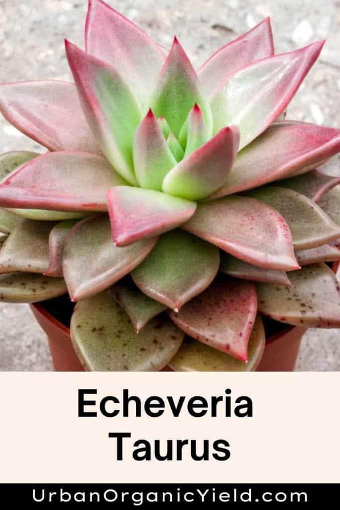 Echeveria Varieties | UrbanOrganicYield.com