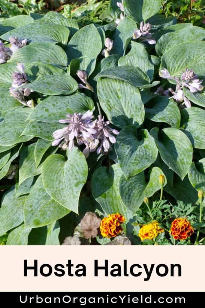 Hosta Varieties (Plantain Lilies) For Your Garden | UrbanOrganicYield.com