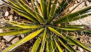 Types Of Yucca Plants To Grow In The Garden | UrbanOrganicYield.com