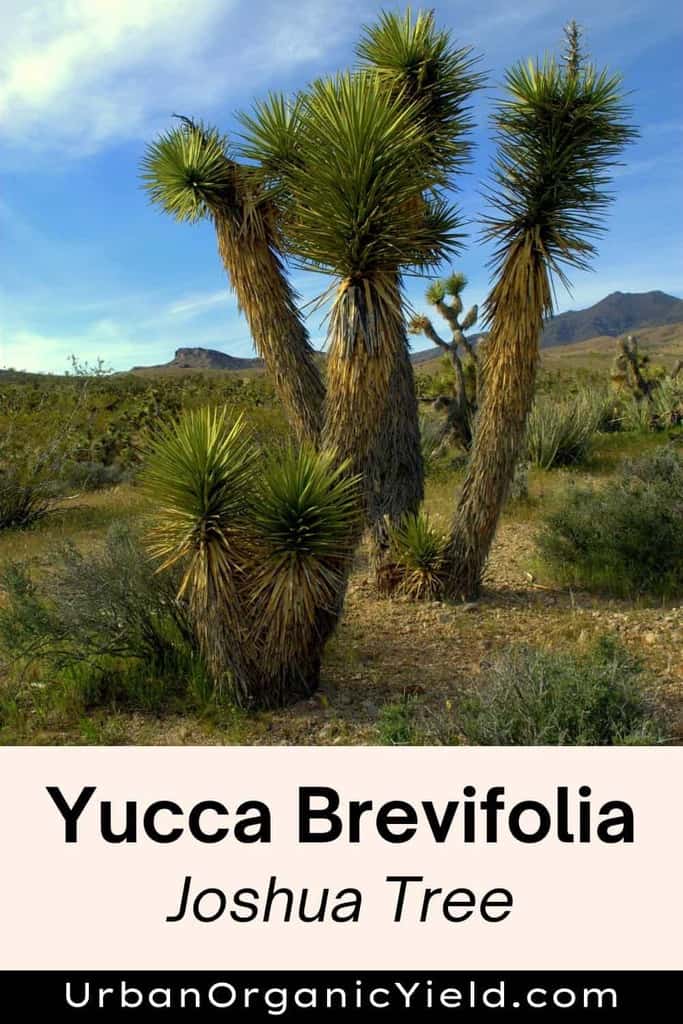 Types Of Yucca Plants To Grow In The Garden | UrbanOrganicYield.com