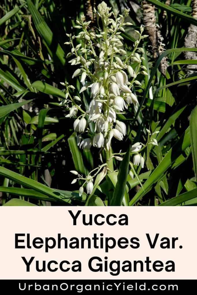 Types Of Yucca Plants To Grow In The Garden | UrbanOrganicYield.com