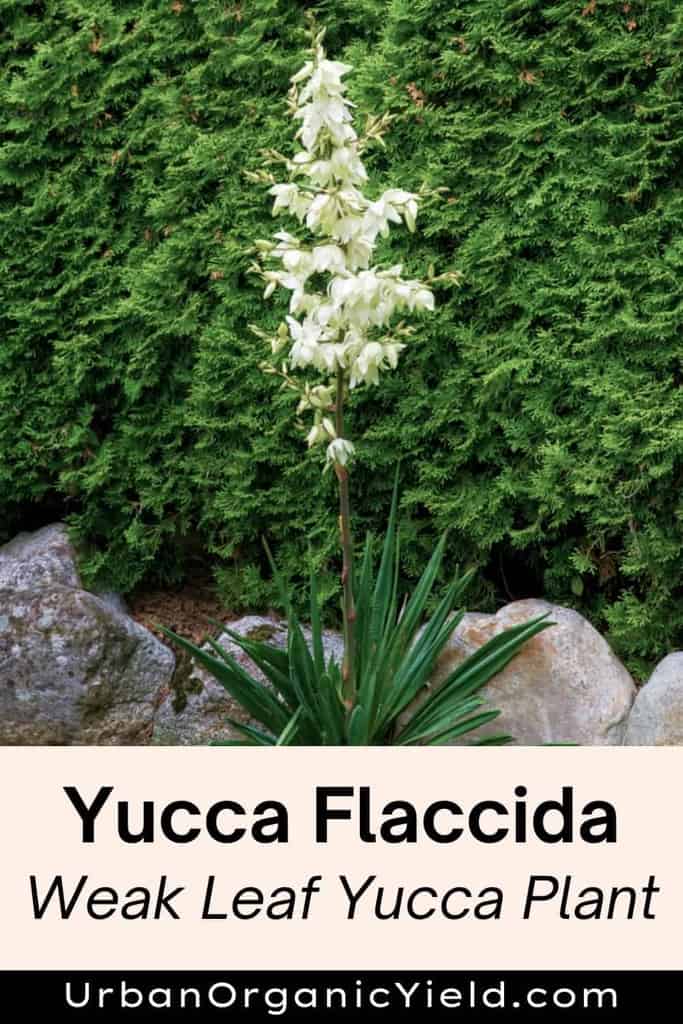 Types Of Yucca Plants To Grow In The Garden | UrbanOrganicYield.com