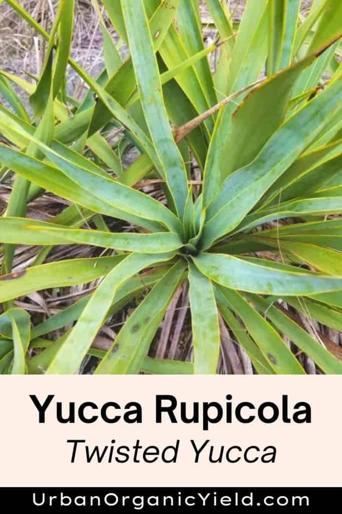 Types Of Yucca Plants To Grow In The Garden | UrbanOrganicYield.com