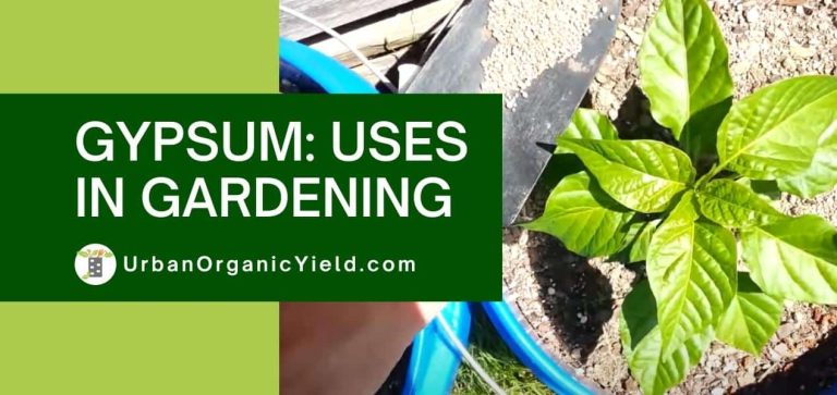 Why Use Gypsum In Gardening | UrbanOrganicYield.com