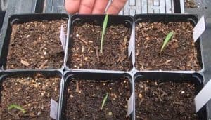 Red Yucca (Hesperaloe Parviflora) Plant Care | UrbanOrganicYield.com