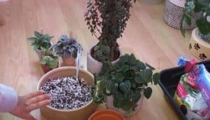 Peperomia Plant Care (Radiator Plants) | UrbanOrganicYield.com