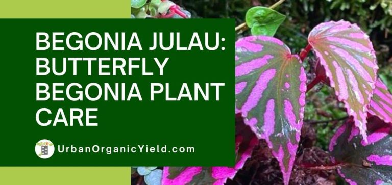 Begonia Julau (Butterfly Begonia) Plant Care | UrbanOrganicYield.com