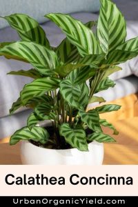 17 Calathea Varieties (Prayer Plants) | UrbanOrganicYield.com