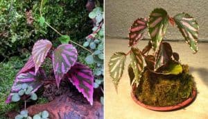 Begonia Julau (Butterfly Begonia) Plant Care | UrbanOrganicYield.com