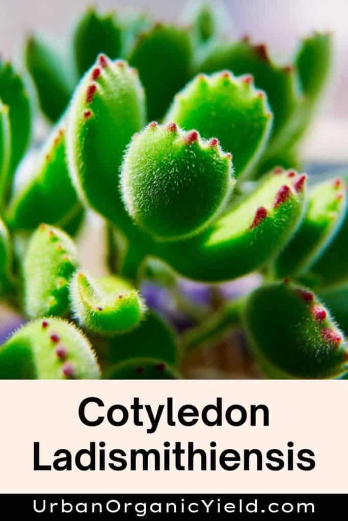 Cotyledon Varieties | UrbanOrganicYield.com