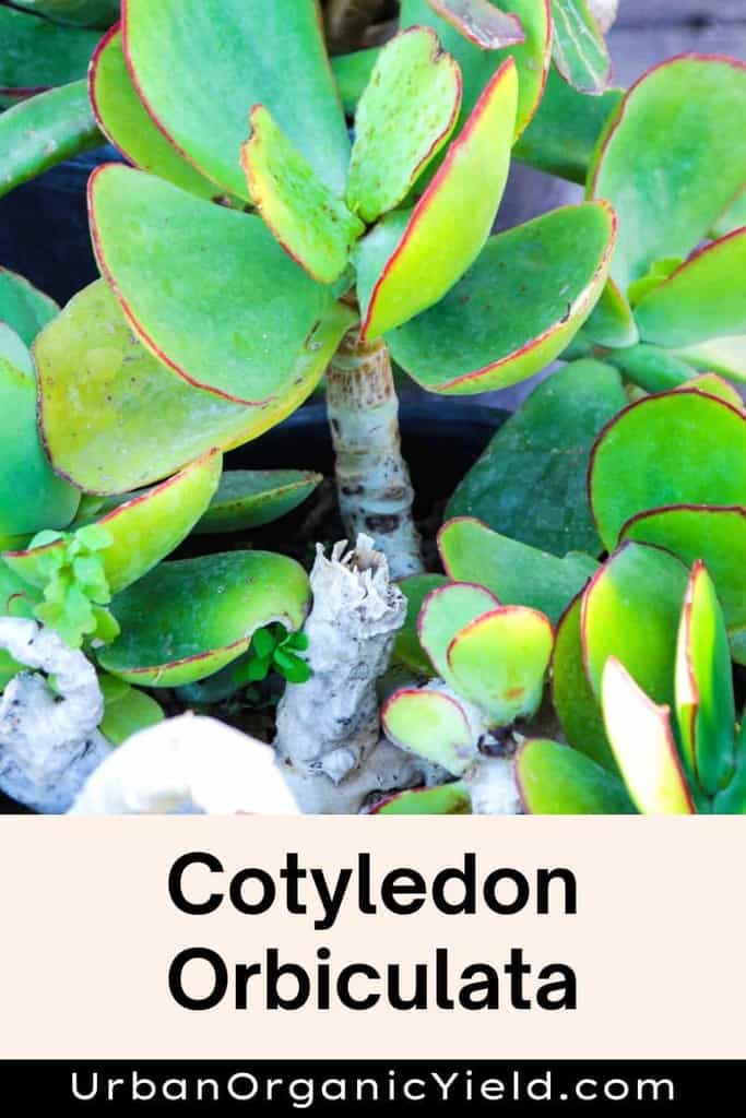 Cotyledon Varieties | UrbanOrganicYield.com