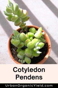 Cotyledon Varieties | UrbanOrganicYield.com