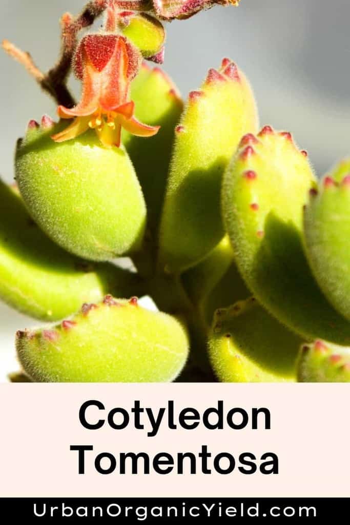 Cotyledon Varieties | UrbanOrganicYield.com