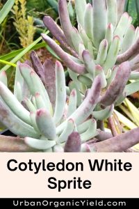 Cotyledon Varieties | UrbanOrganicYield.com