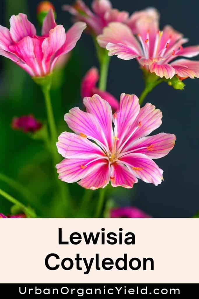 Cotyledon Varieties | UrbanOrganicYield.com