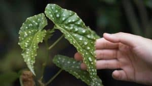 Begonia Lucerna (Corallina De Lucerna) Plant Care | UrbanOrganicYield.com